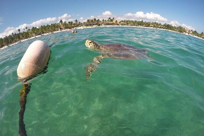 Akumal turtles sanctuary and go pro photos - Authentic Encounters and Tips from Reviewers