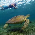 Akumal Turtles, Snorkel Tour from Cancun or Riviera Maya - What the Tour Includes and What It Doesn’t