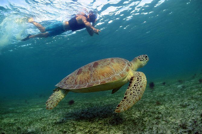 Akumal Turtles, Snorkel Tour from Cancun or Riviera Maya - What the Tour Includes and What It Doesn’t