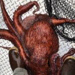 Alaskan Salmon Fishing with optional Adaptive Gear - Final Words