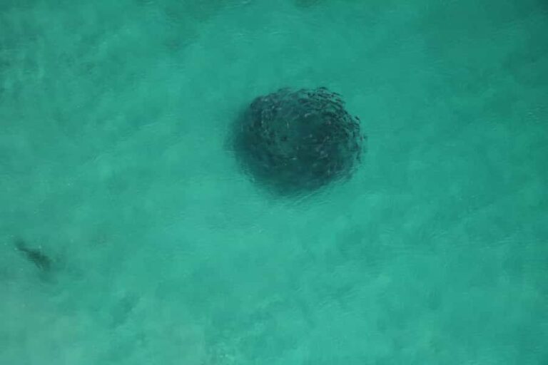 Albany: 30 min scenic helicopter flight - A Closer Look at the Itinerary and What to Expect