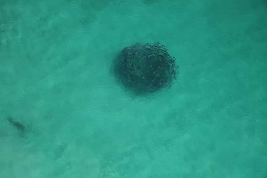 Albany: 30 min scenic helicopter flight - A Closer Look at the Itinerary and What to Expect