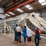 Albany's Whale Story - The Sum Up