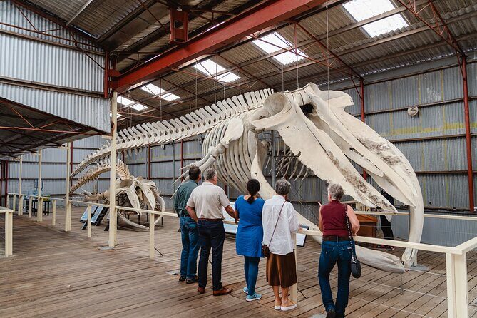 Albany's Whale Story - The Sum Up