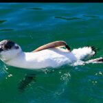 Albatross, seals, and sea birds-Wildlife Cruise - The Itinerary in Detail
