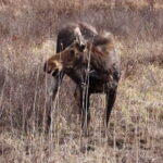 Algonquin Park Hiking: Adventure Tour from Toronto - What’s Included and What’s Not