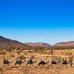 Alice Springs Camel Tour - Is It Worth the Price?