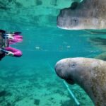 All Inclusive Private Manatee Swim - Why Youll Love This Tour