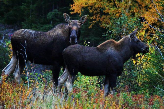 All-Terrain Vehicle Tour in Trinity Newfoundland and Labrador - What Makes This Tour Stand Out