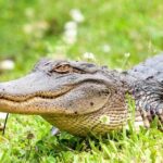Alligator Swamp Tour by Gray Line New Orleans - A Deep Dive into the Experience