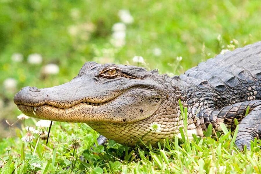 Alligator Swamp Tour by Gray Line New Orleans - A Deep Dive into the Experience
