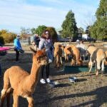 Alpaca Farm Tours with Toffeemont - Why You Should Consider This Tour