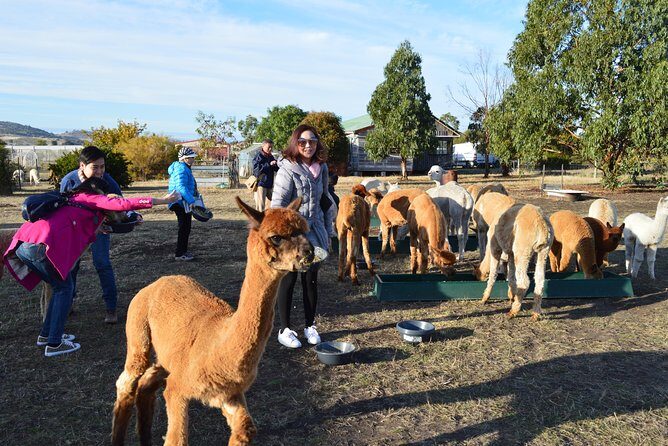 Alpaca Farm Tours with Toffeemont - Why You Should Consider This Tour