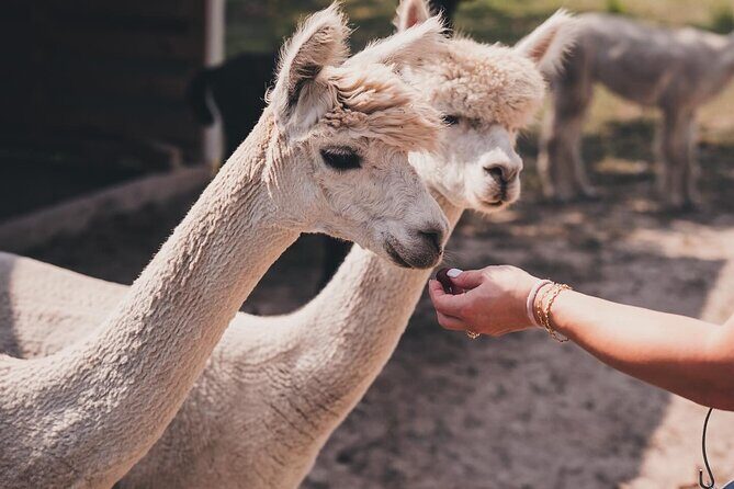 Alpaca Interaction and Wine Tasting - Who Should Consider This Experience?