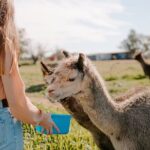 Alpaca Meet and Greet Experience in Peterborough - Who Will Love This Tour?