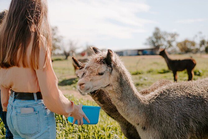 Alpaca Meet and Greet Experience in Peterborough - Who Will Love This Tour?