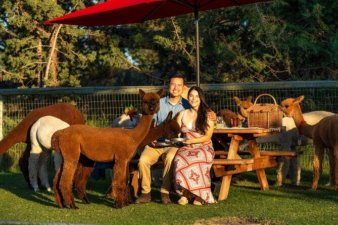 Alpaca Picnic Experience in Oregon - Authentic Experiences from Reviews