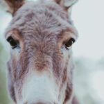 Alpaca Picnic - Immersive Animal Encounter - Seattle Experience - Who Will Love This Experience?