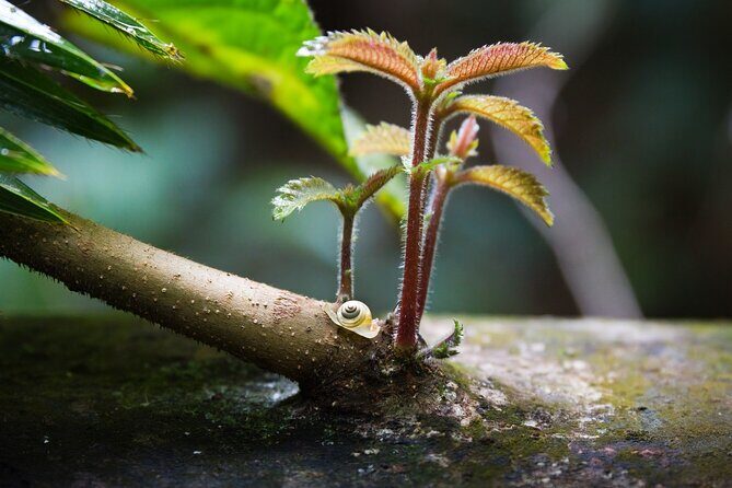 Amazing Daintree Rainforest Tour Waterfall Hike, Lunch, Swim & Crocodile Cruise - Authentic Insights from Reviewers