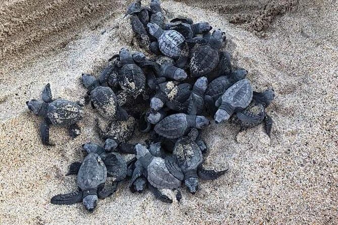 Amazing Turtle Release Tour - What Does the Tour Include and Cost?