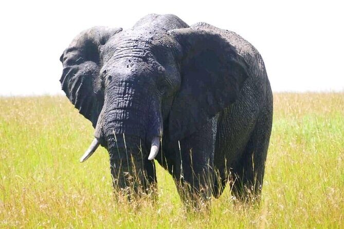 Amboseli national park over night - Who Is This Tour Best For?