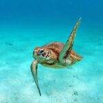 Amedee Lighthouse - Detailed Breakdown of the Itinerary