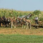 Amish Farmlands Tour - The Sum Up