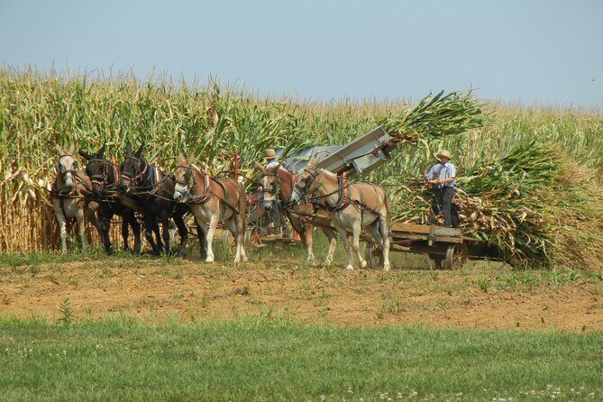 Amish Farmlands Tour - The Sum Up