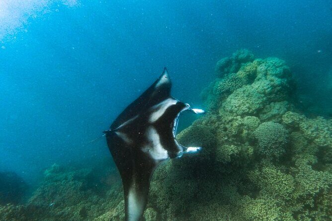 An Immersed Day in Bora Bora with O-sea - The Practicalities