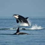 Anacortes: Full Day Whale/Wildlife Tour; Friday Harbor Stop - An In-Depth Look at the Tour Experience