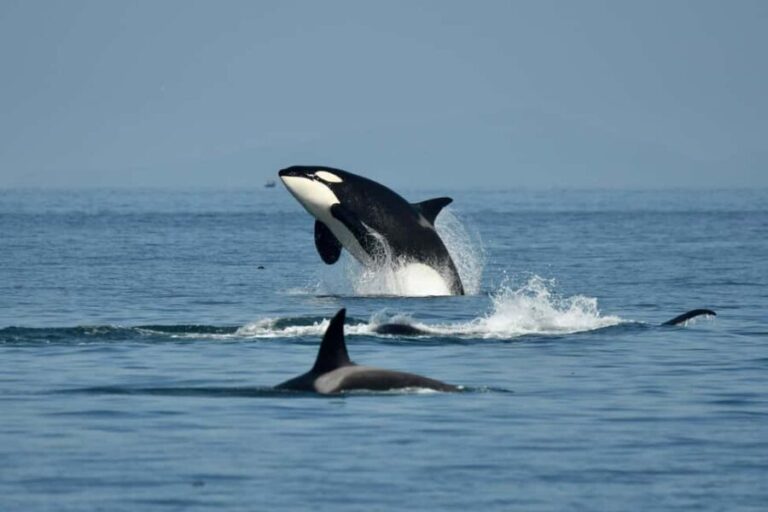 Anacortes: Full Day Whale/Wildlife Tour; Friday Harbor Stop - An In-Depth Look at the Tour Experience