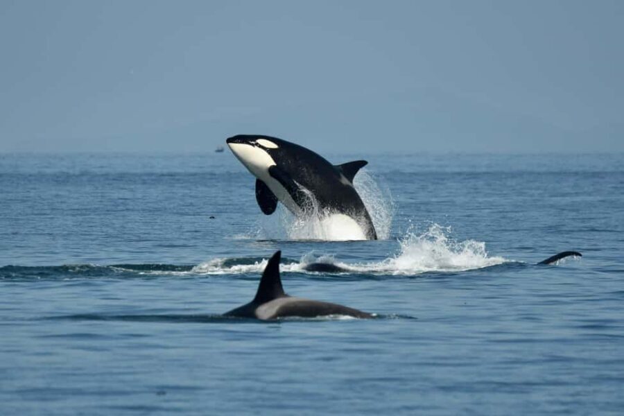 Anacortes: Full Day Whale/Wildlife Tour; Friday Harbor Stop - An In-Depth Look at the Tour Experience