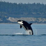 Anacortes: Whale Watching Adventure Tour Near Seattle - The Value: Is It Worth the Price?