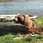 Anchorage: Wildlife, Glacier, and Wine Tasting Tour - Final Thoughts on the Anchorage Wildlife, Glacier, and Wine Tour