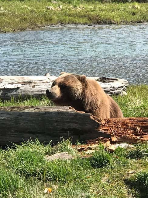 Anchorage: Wildlife, Glacier, and Wine Tasting Tour - Final Thoughts on the Anchorage Wildlife, Glacier, and Wine Tour