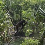 Ancient Chacchoben Mayan Ruins from Costa Maya Port - Who Will Love This Tour?