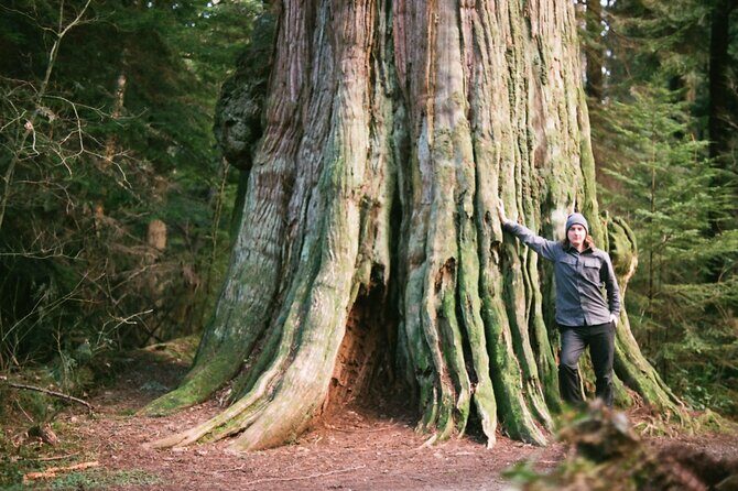 Ancient Trees of Vancouver Walking Tour - The Itinerary: What to Expect