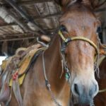 Animas colomitos snorkeling all inclusive - What’s Included and What to Expect