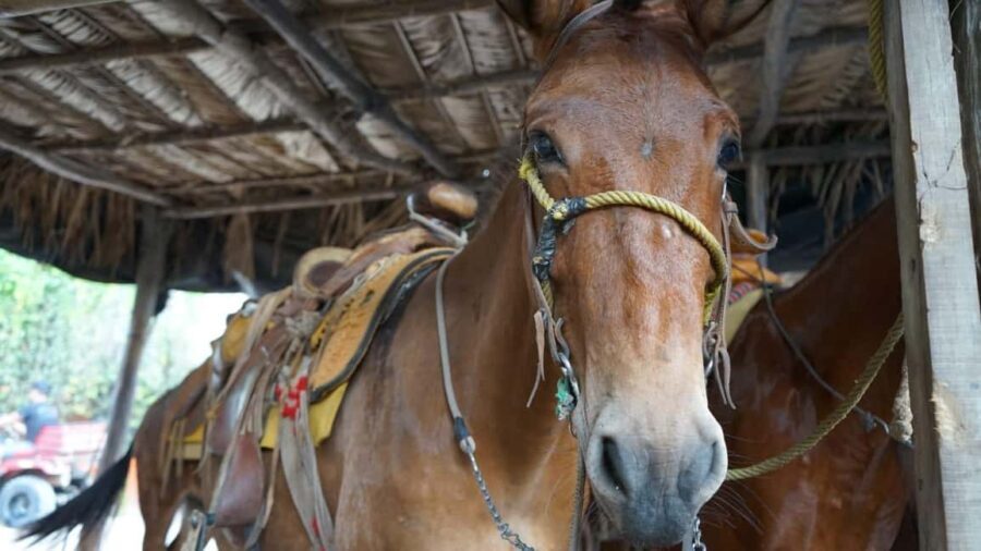 Animas colomitos snorkeling all inclusive - What’s Included and What to Expect