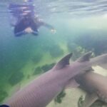 Anna Bay: Irukandji Entry Pass with Reef Shark Snorkel - The Itinerary: What to Expect Day of