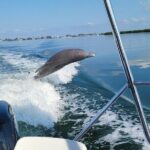 Anna Maria Island Dolphin Sightseeing Adventure - The Value of the Tour