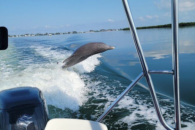 Anna Maria Island Dolphin Sightseeing Adventure - The Value of the Tour
