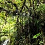 AOA Polynesian Forests - Tahiti Nature Immersion Day - Why This Tour Offers Great Value