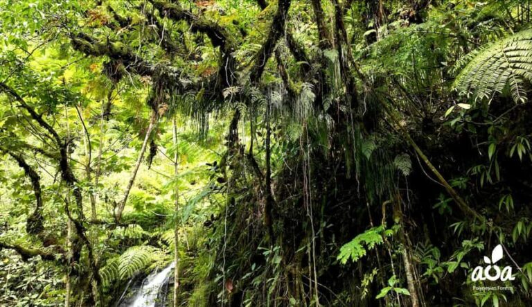 AOA Polynesian Forests - Tahiti Nature Immersion Day - Why This Tour Offers Great Value