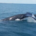 AOC Whale Watching from Broome - Why This Tour Offers Great Value