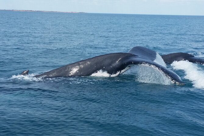 AOC Whale Watching from Broome - Why This Tour Offers Great Value