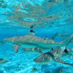 Apetahi day trip around Raiatea on a modern outrigger canoe - Practical Details and Why They Matter