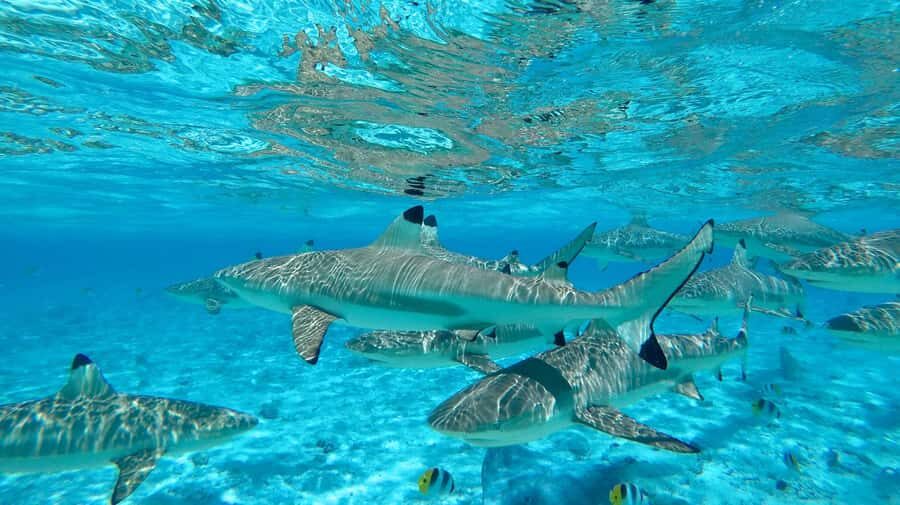 Apetahi day trip around Raiatea on a modern outrigger canoe - Practical Details and Why They Matter