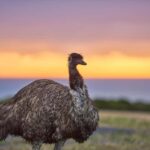 Apollo Bay: Dusk Discovery Great Ocean Road Wildlife Tour - The Experience: What to Expect
