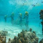 Aquablue Moorea - The Experience’s Value: Price and Photography